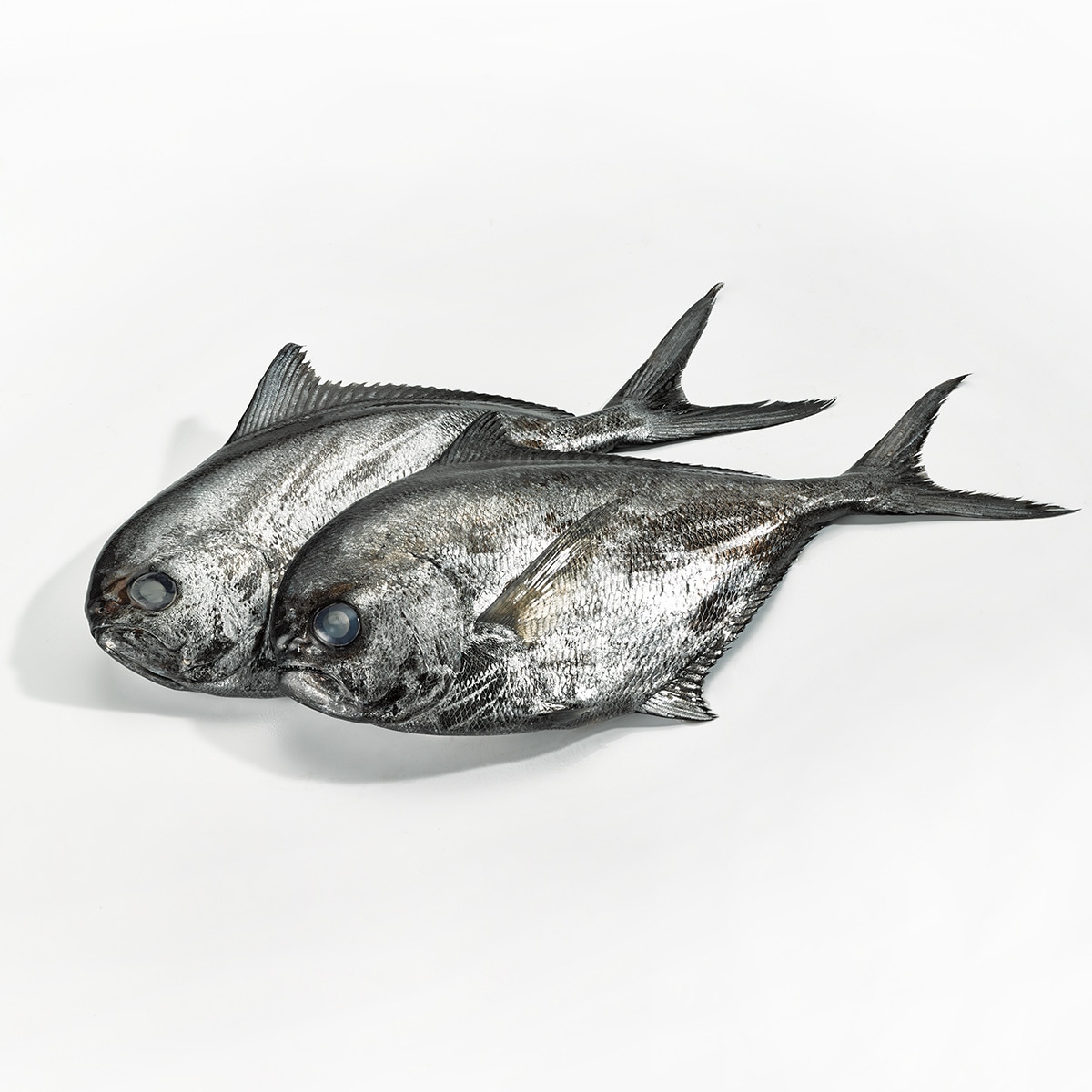 Palometa negra grande peso aproximado pieza 0,9-1,2 kg · Supermercado ...