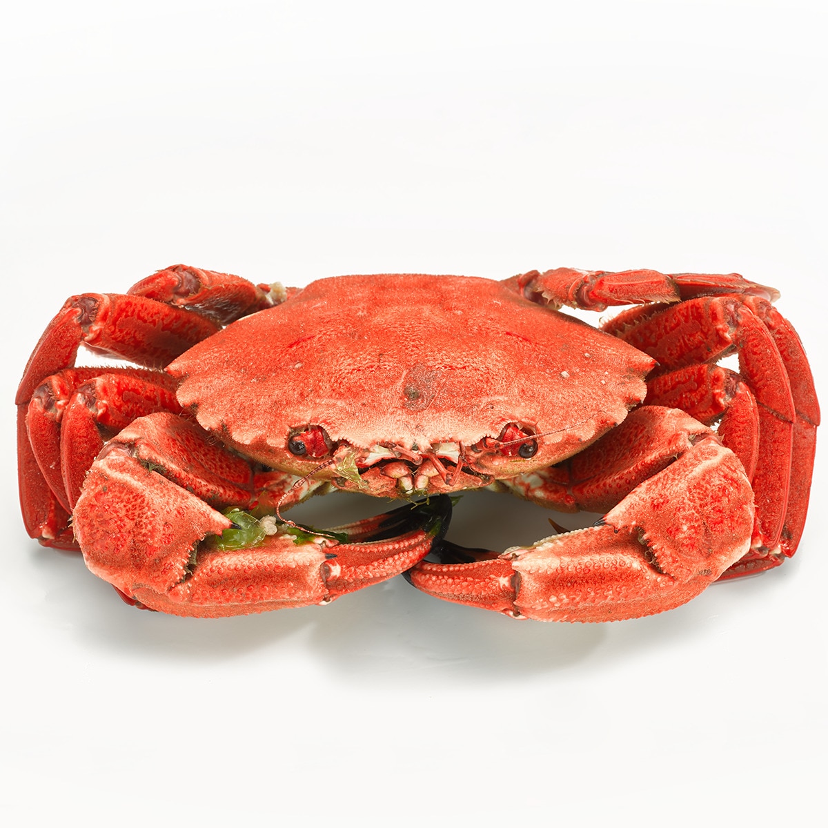 Comprar Nécora cocida grande 7-8 pzas/kg · Supermercado Supermercado ...