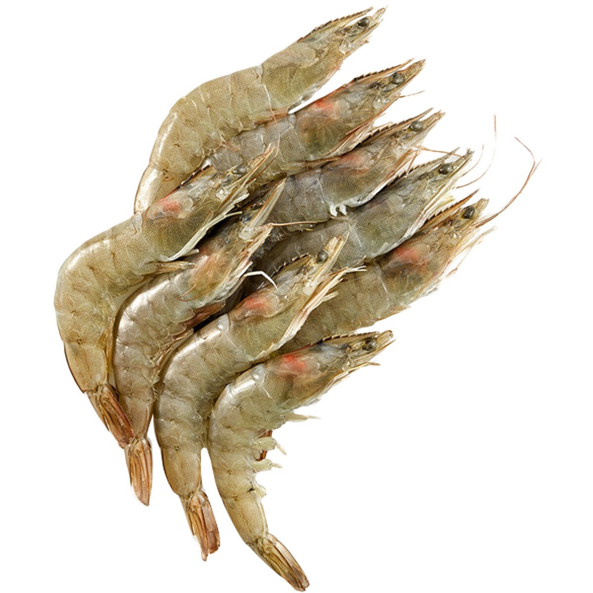 Buy Wild King Prawns From Madagascar 30 40 Pcs Kg · Unima
