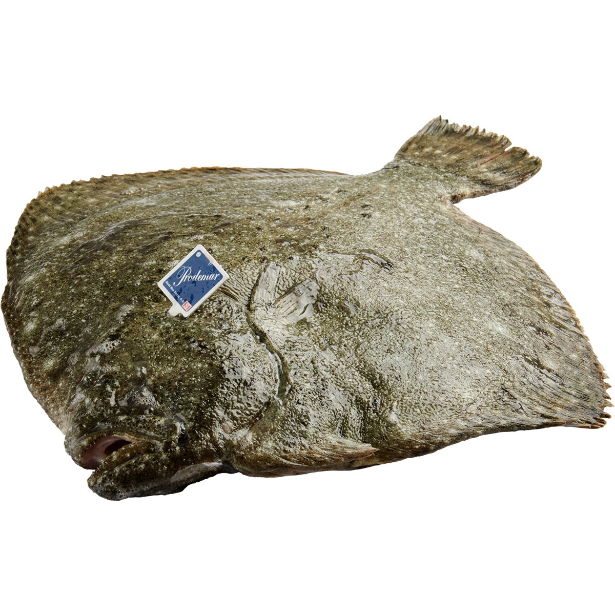 Pregado Aquicultura Peso Aproximado por unidade 1,5 kg · Supermercado ...